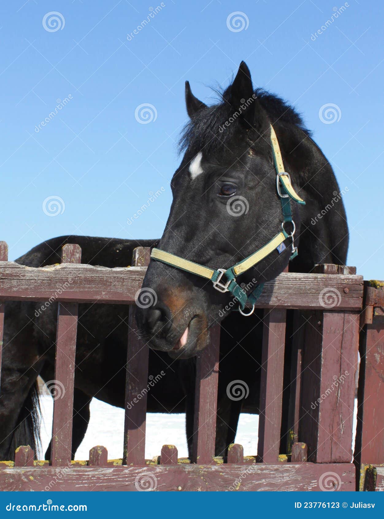 Portrait of a Beautiful Thoroughbred Horse Stock Image - Image of ...