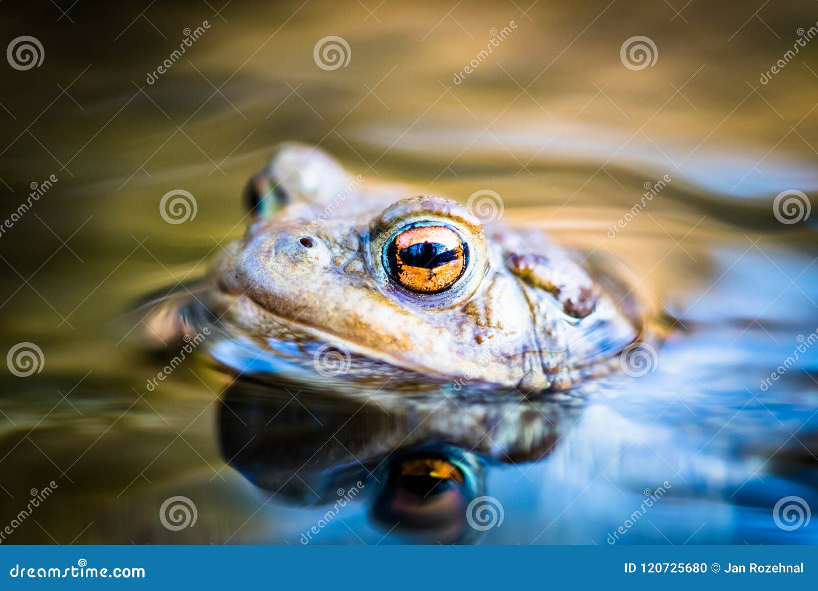 Portrait of a Beautiful Toad with Head Above the Water Surface Stock ...