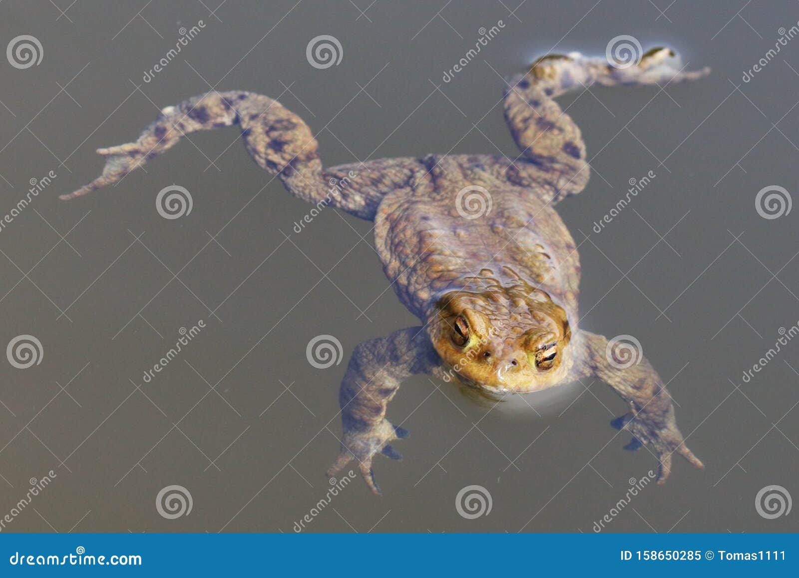 Portrait of a Beautiful Toad with Head Above the Water Surface Stock ...
