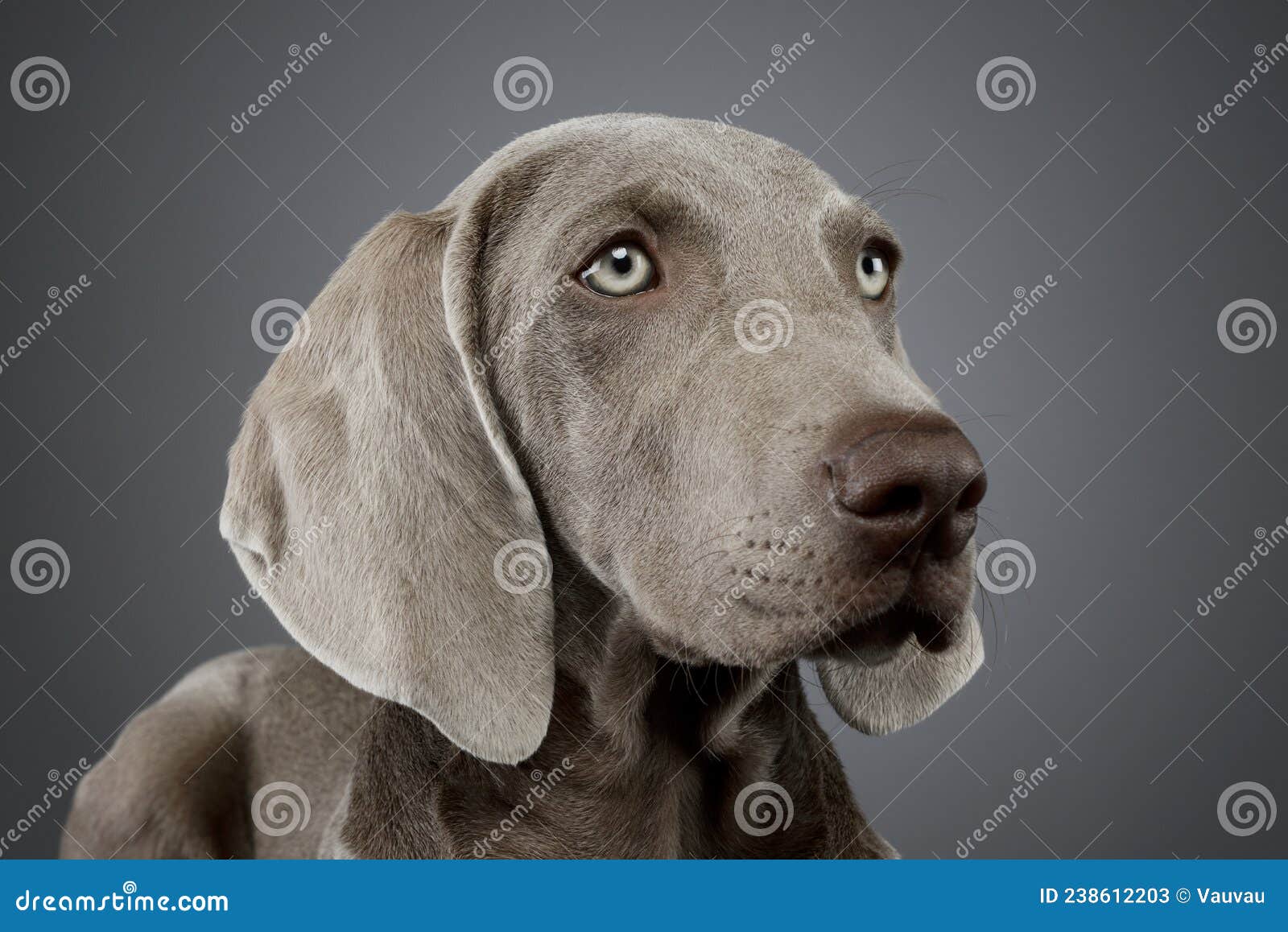 Portrait of a Beautiful Weimaraner Stock Image - Image of trust ...