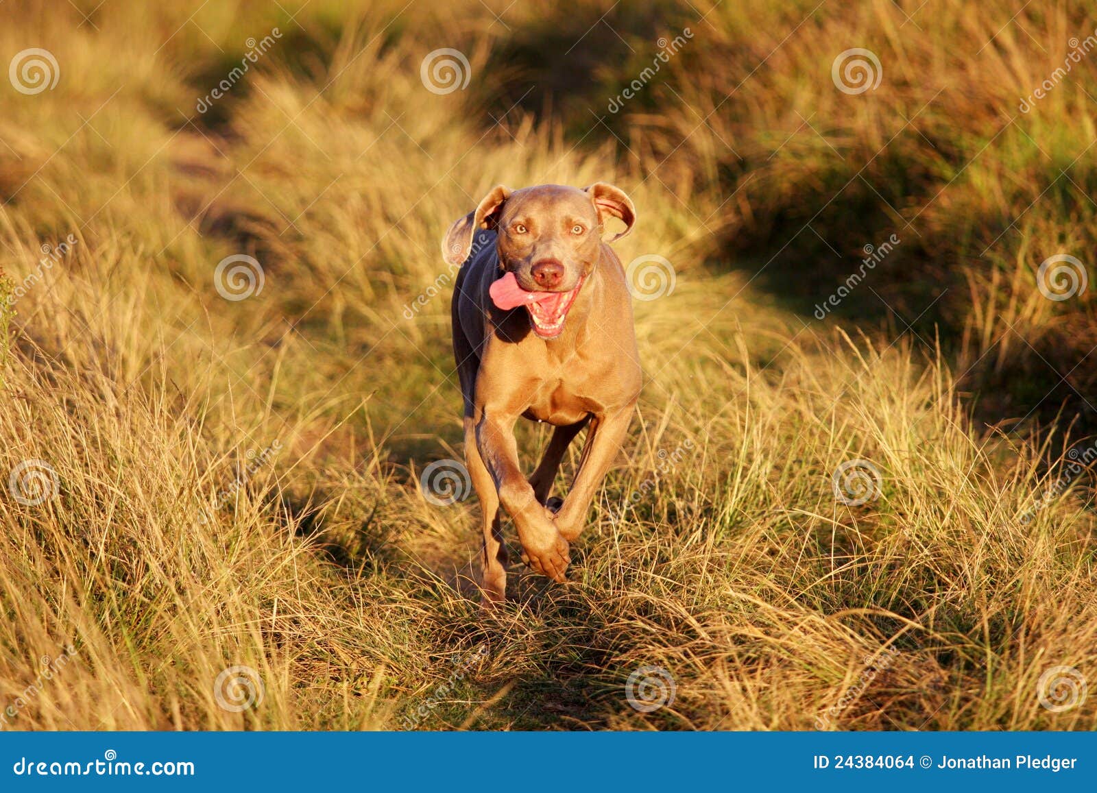Portrait of a Beautiful Weimeraner Dog Stock Photo - Image of germany ...