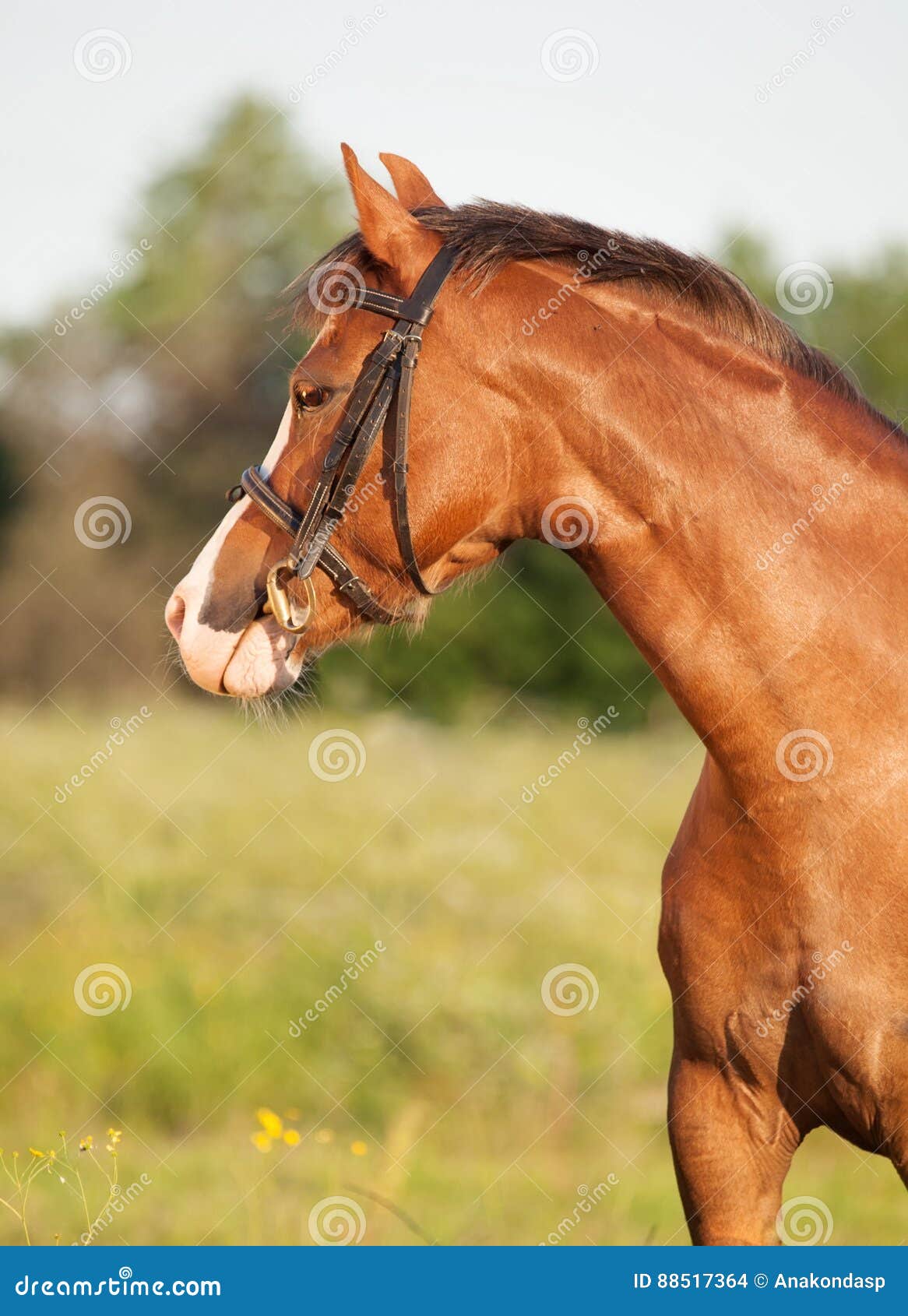 Portrait of Beautiful Welsh Pony Mare Stock Photo - Image of portrait ...