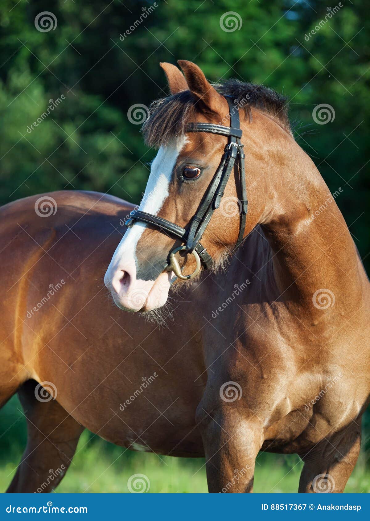 Portrait of Beautiful Welsh Pony Mare Stock Image - Image of beautiful ...