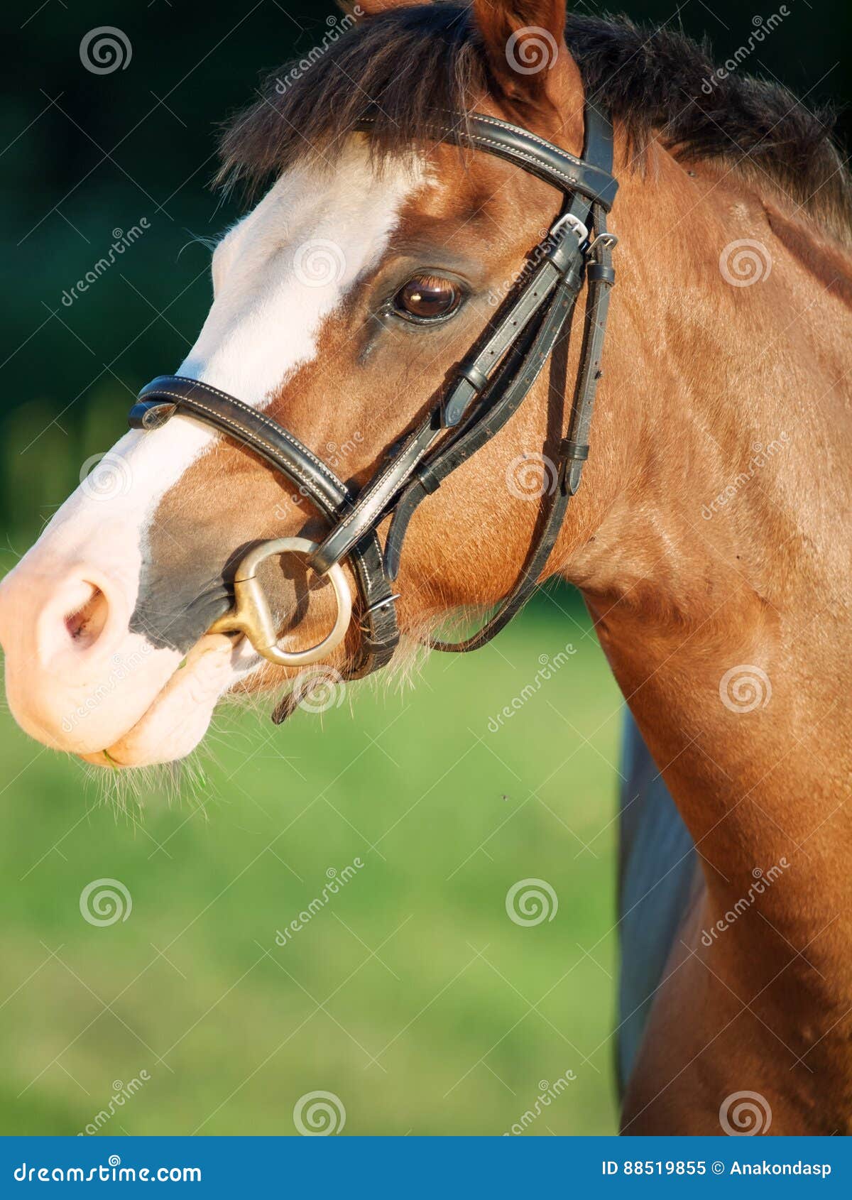 Portrait of Beautiful Welsh Pony Mare. Close Up Stock Image - Image of ...