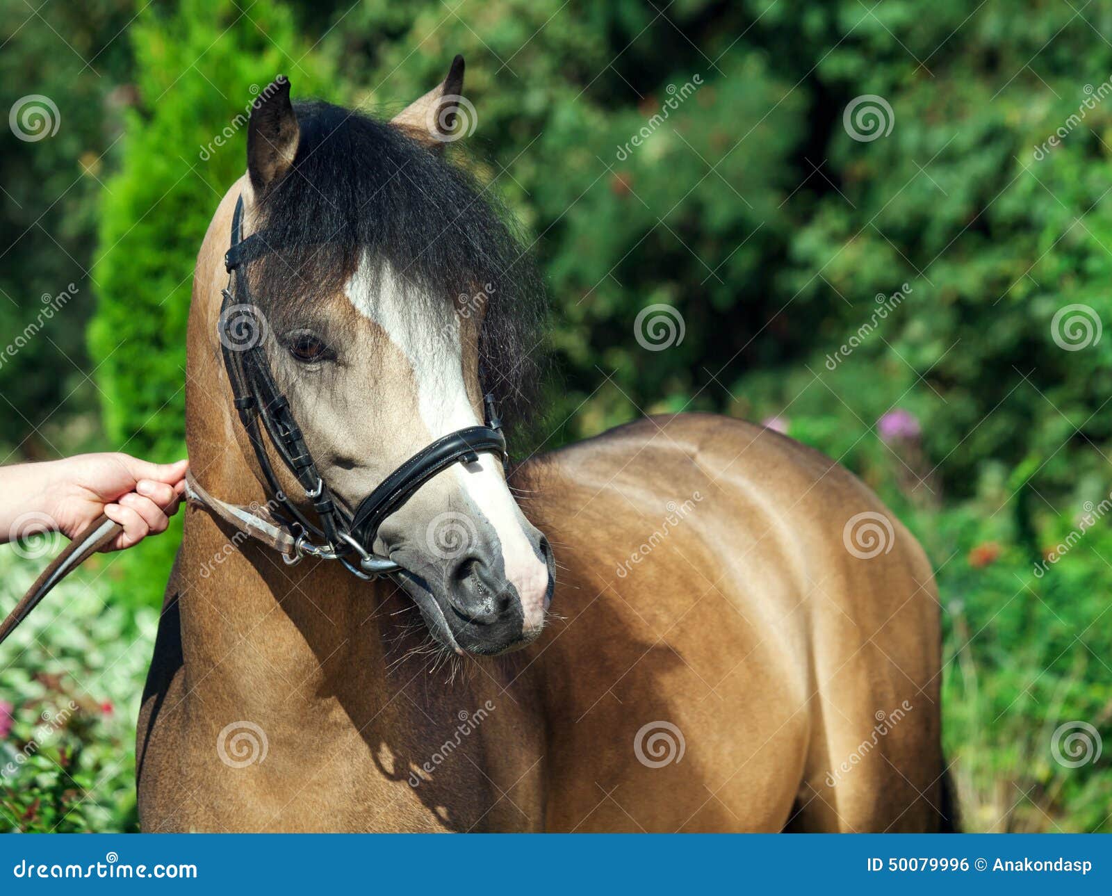 Portrait of Beautiful Welsh Pony Stock Photo - Image of herbs, pony ...