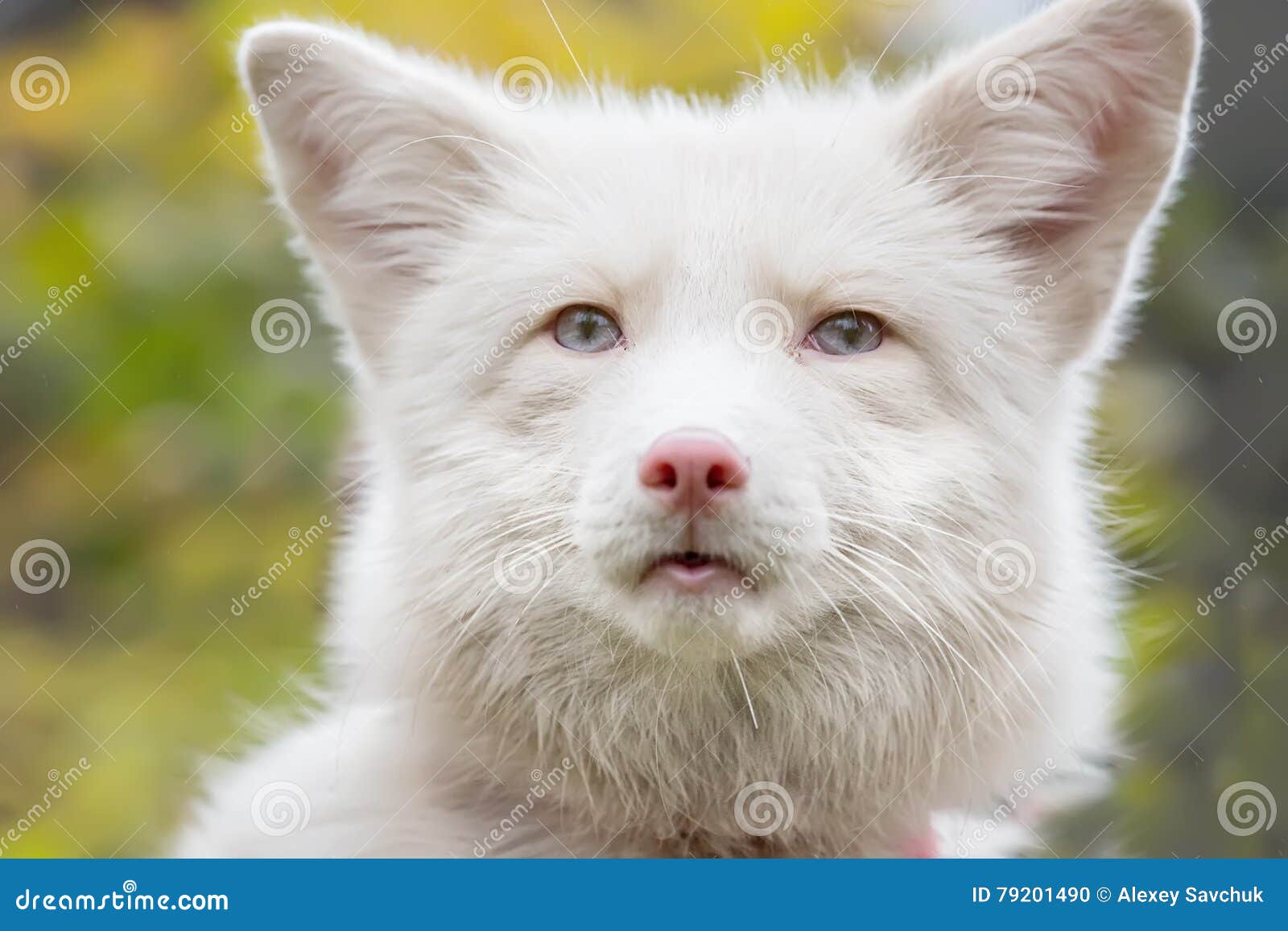 Portrait of a Beautiful White Fox Stock Photo - Image of milk, small ...