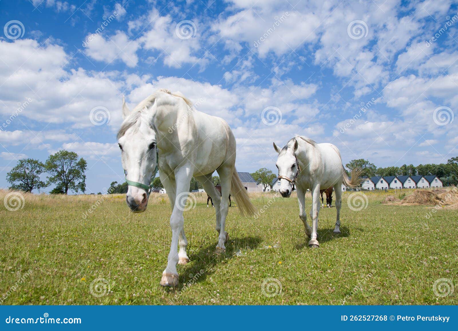 Portrait horse stock photo. Image of landscape, pasture - 262527268