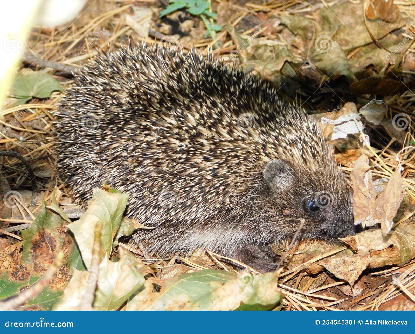 Portrait of Beautiful Wild Animal Prickly Hedgehog Stock Image - Image ...