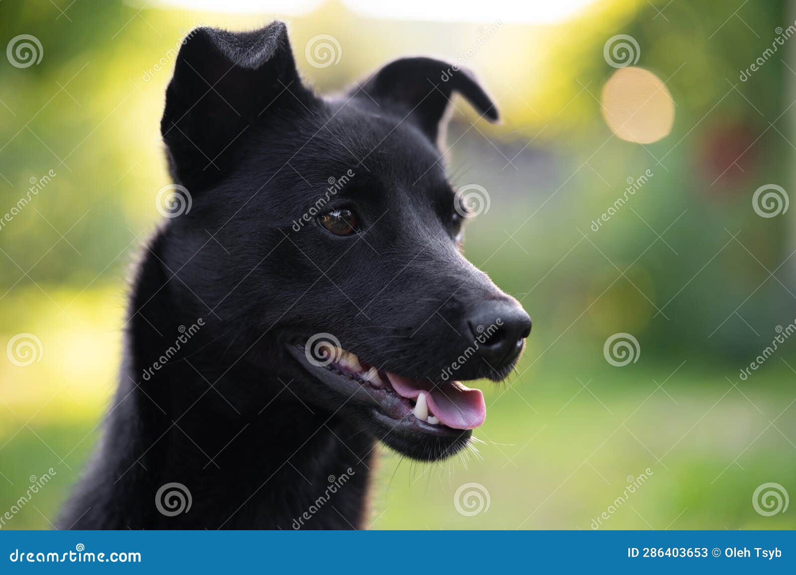 Portrait of a Beautiful Young Black Dog with a Blurred Background Stock ...