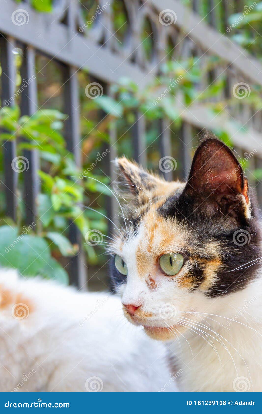 Portrait of a Beautiful Young Multi-colored Cat Stock Photo - Image of ...