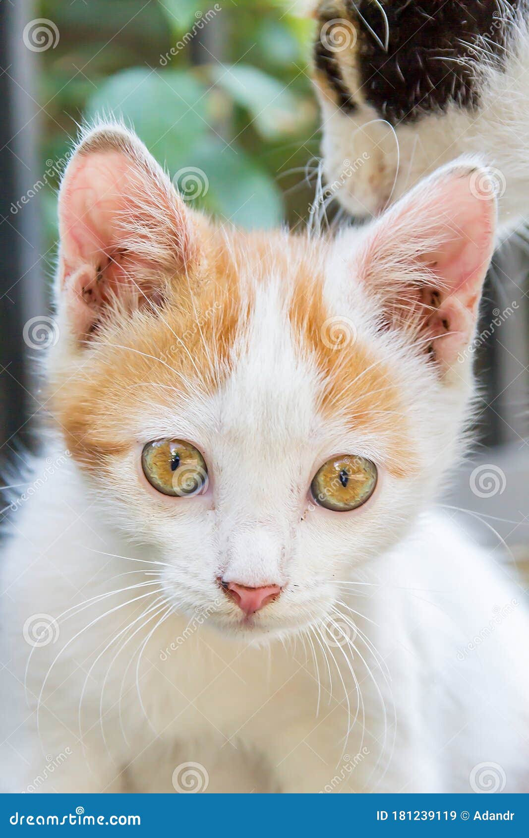 Portrait of a Beautiful Young Multi-colored Cat Stock Image - Image of ...