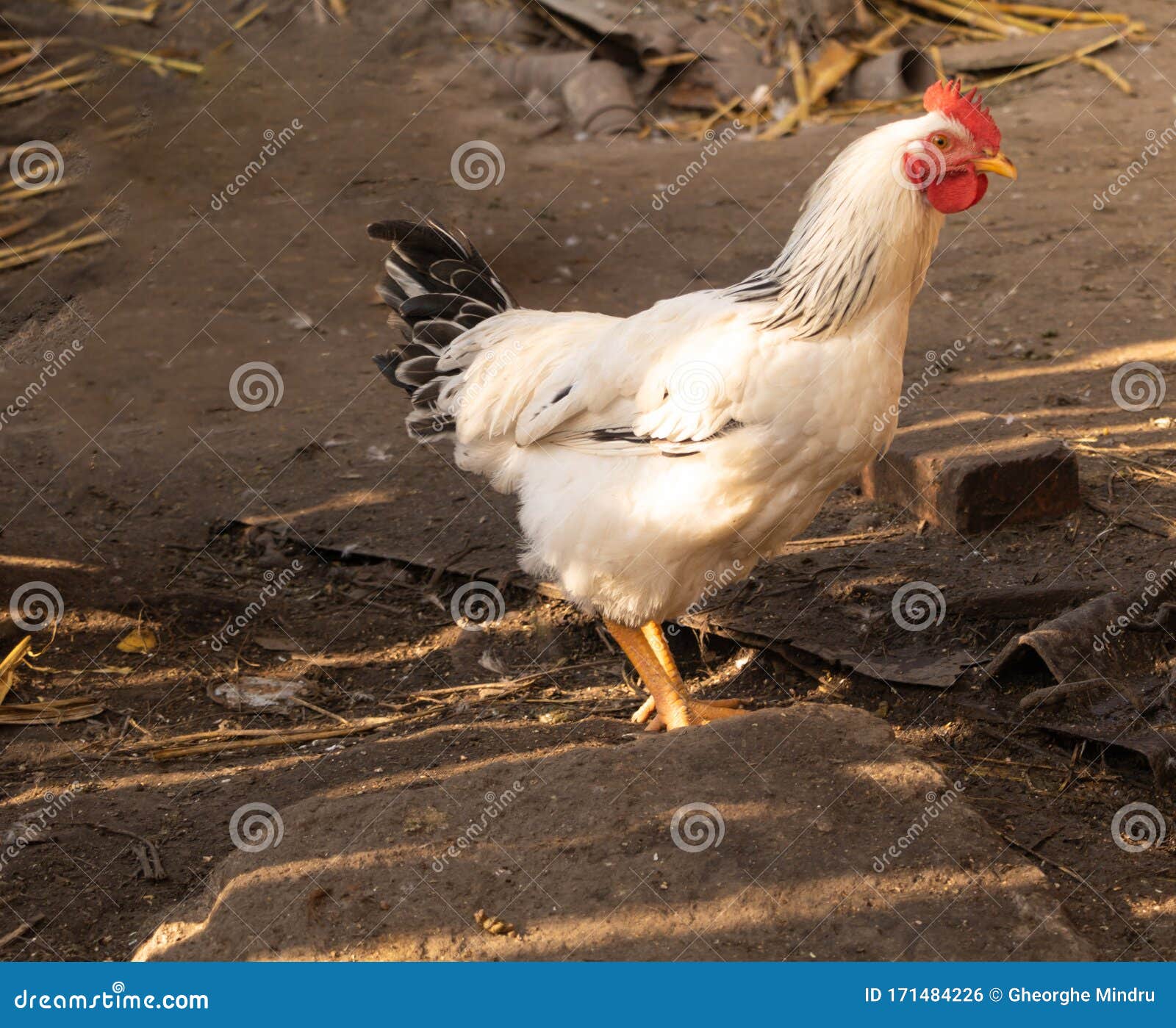 Portrait of a Beautiful Young White Rooster Stock Photo - Image of ...