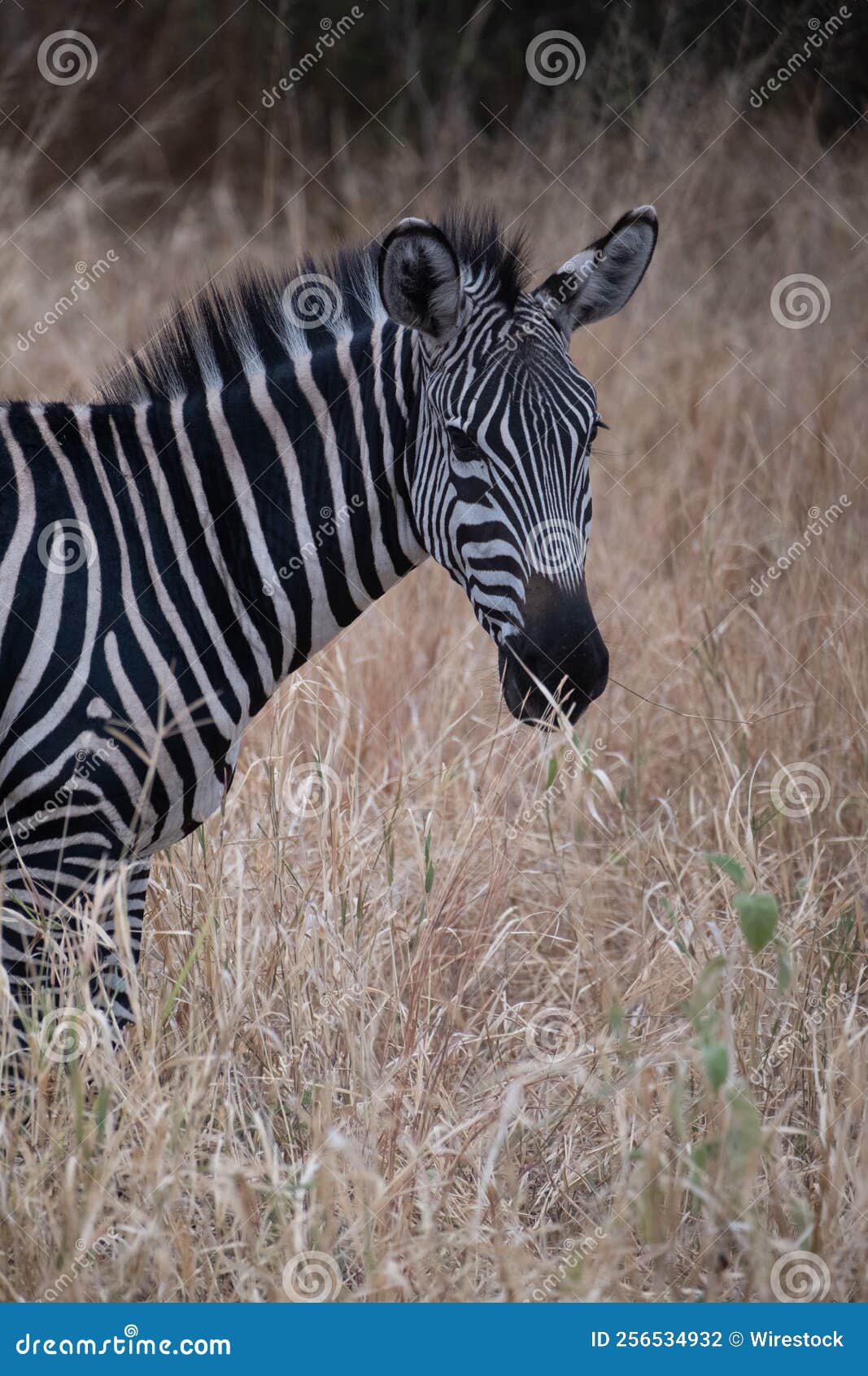 Portrait of a Beautiful Zebra Standing in a Field of Dry Grass in the ...