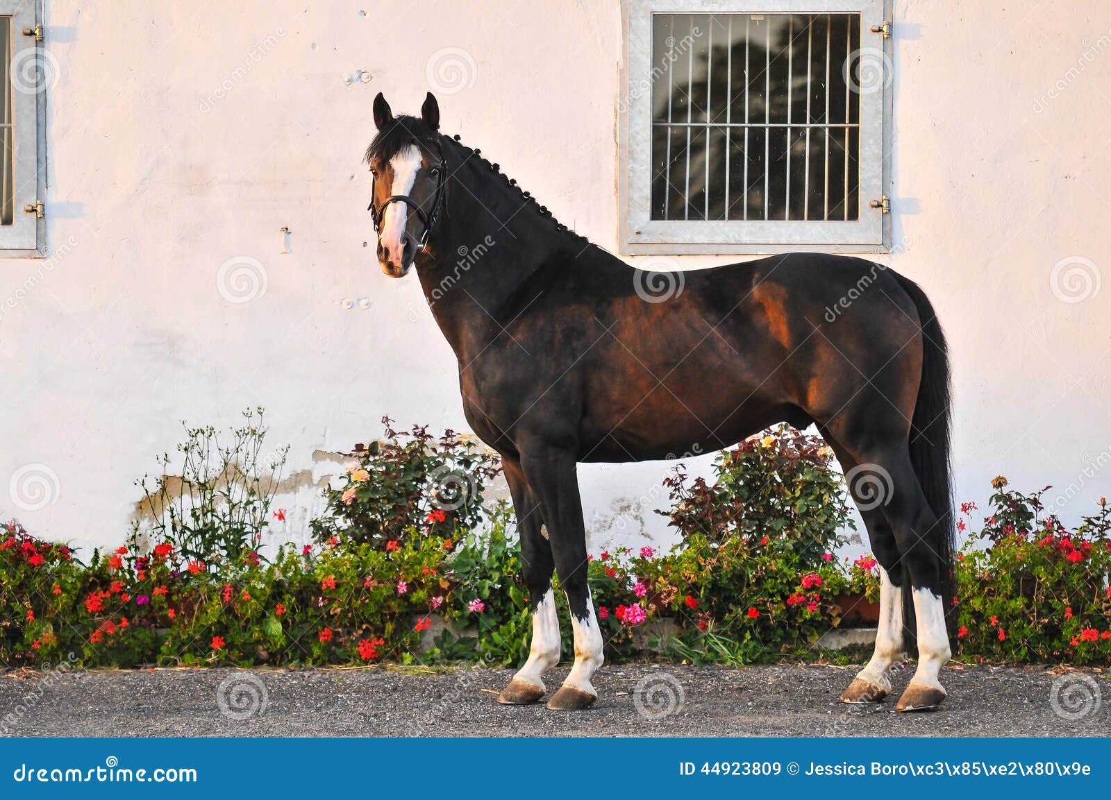 Portrait stock image. Image of stallion, stable, horse - 44923809