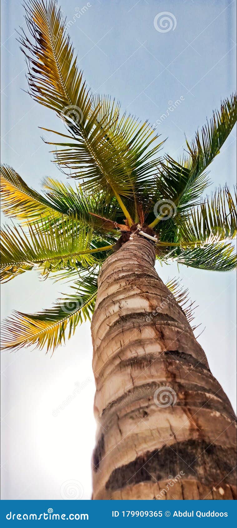 Portrait of Beautifull Tree Stock Image - Image of tree, portrait ...