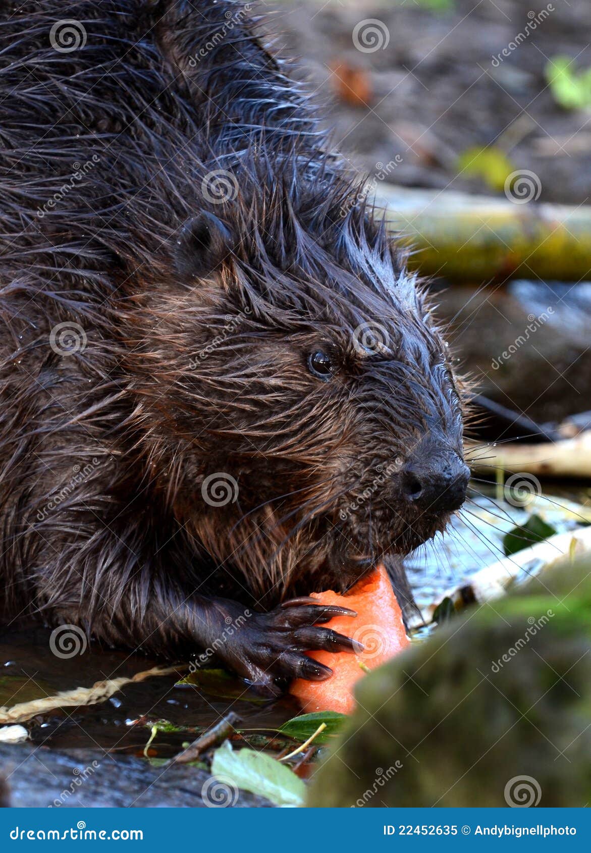 Portrait of a Beaver stock image. Image of paws, american - 22452635