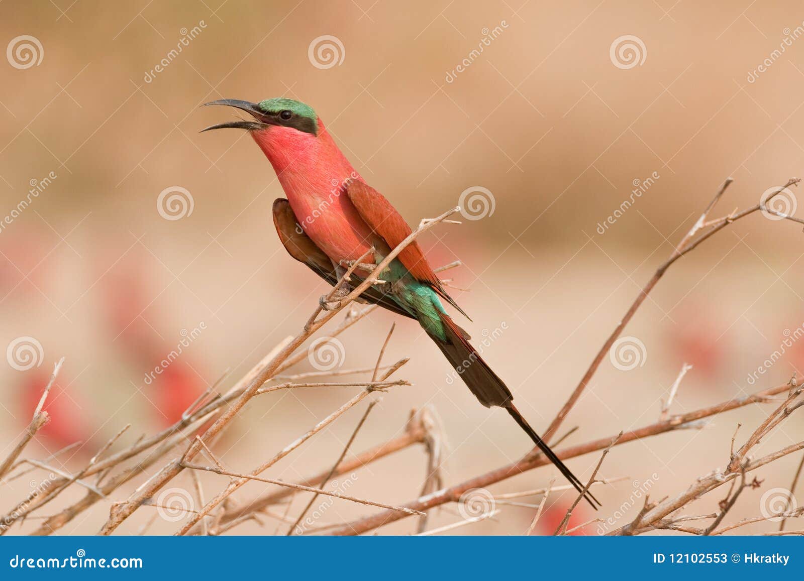 Portrait of a Bee-eater in Southern Africa. Stock Image - Image of ...