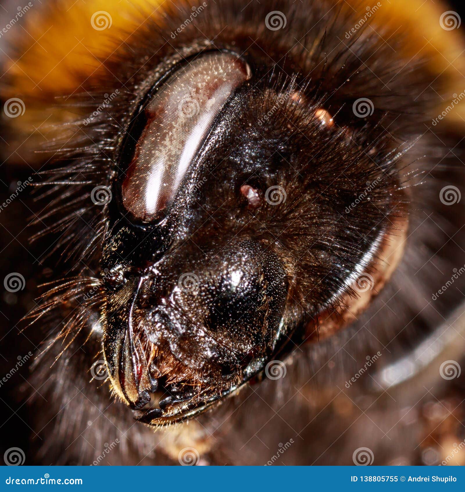 Portrait of a Bee on Nature Stock Image - Image of close, animal: 138805755