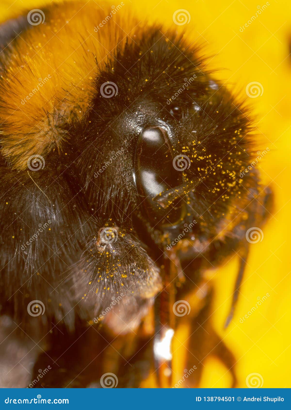 Portrait of a Bee on Nature Stock Image - Image of pollination, spring ...