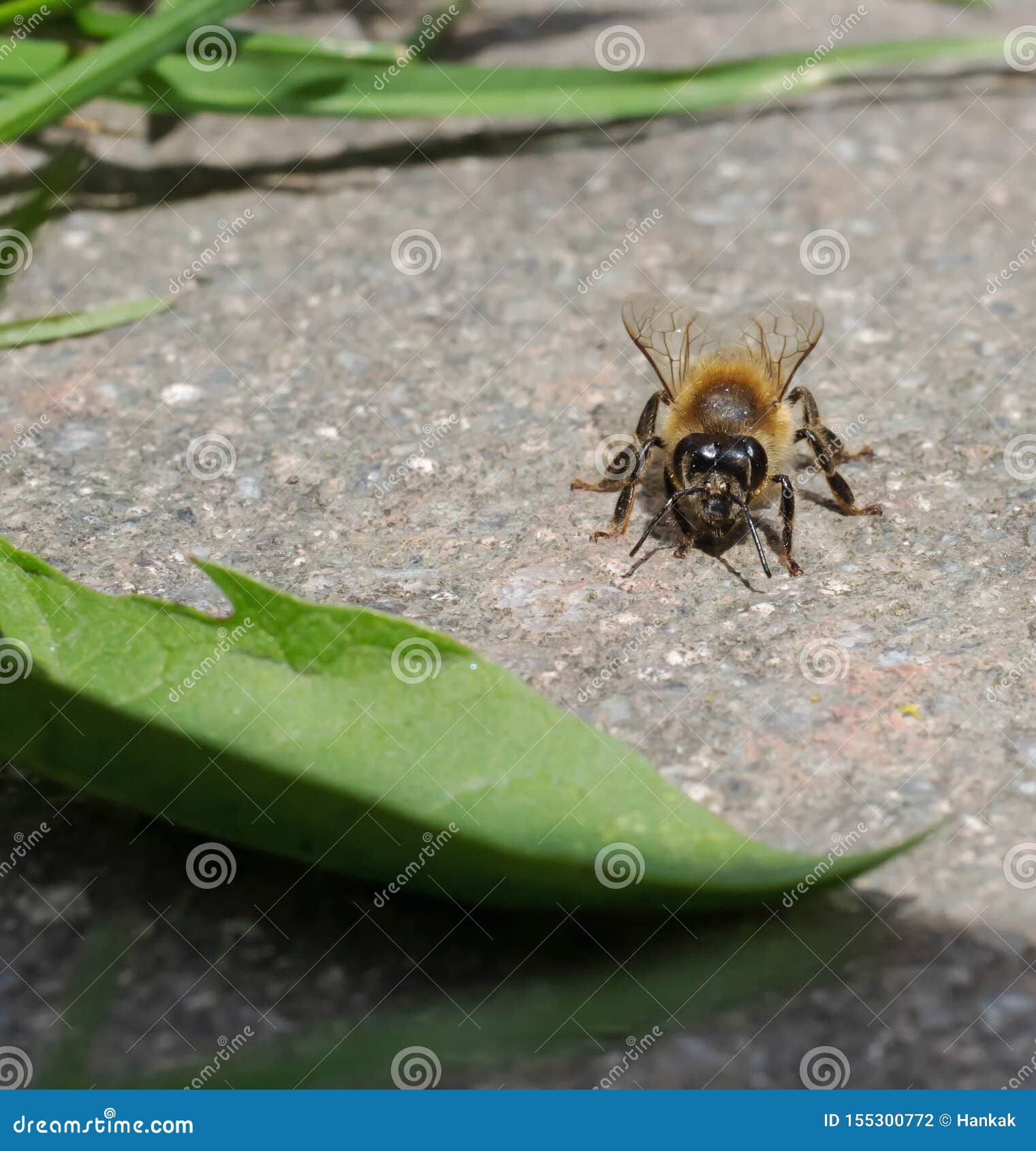 Portrait of Bee Sitting on the Ground Stock Photo - Image of black ...