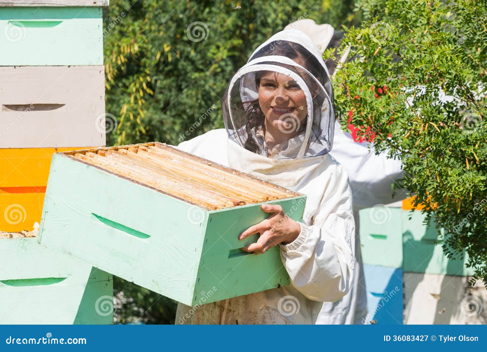 Portrait of Beekeeper Working at Apiary Stock Image - Image of crate ...