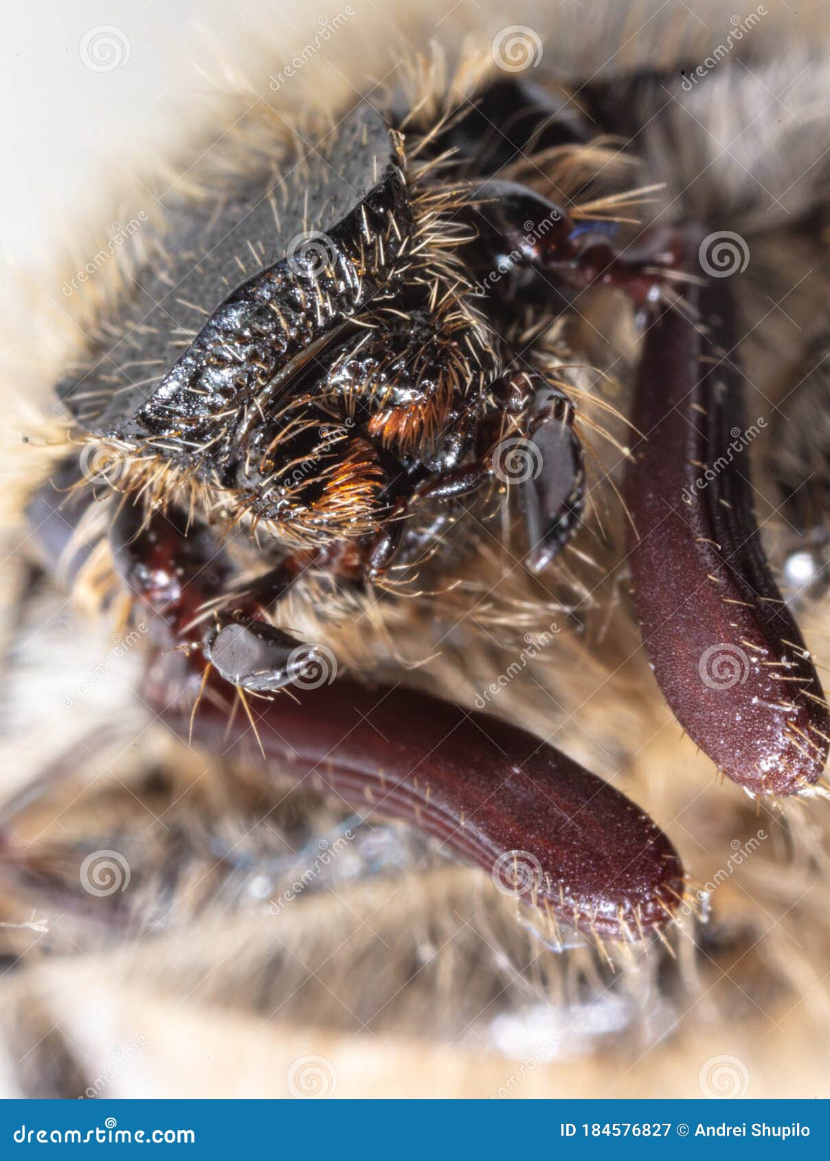 Portrait Of A Beetle In The Wild Close-up. Insects, Zoology, Biology ...