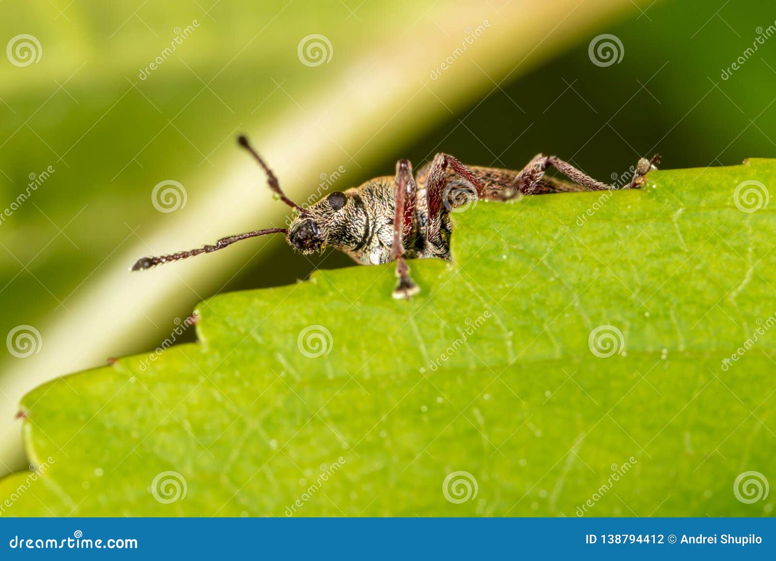Portrait of a Beetle in Nature Stock Photo - Image of white, beautiful ...