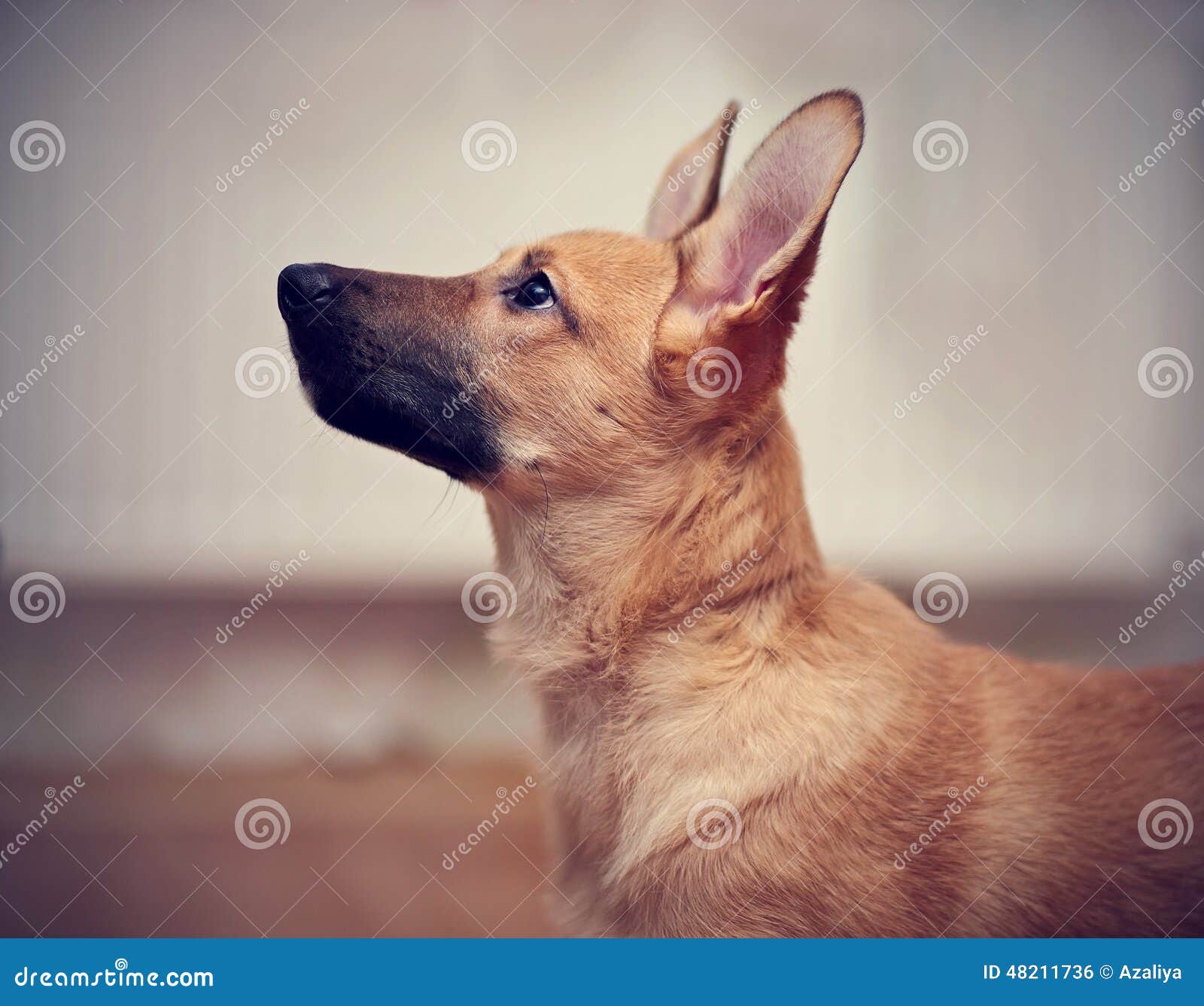 Portrait of a beige puppy. stock photo. Image of hairy - 48211736