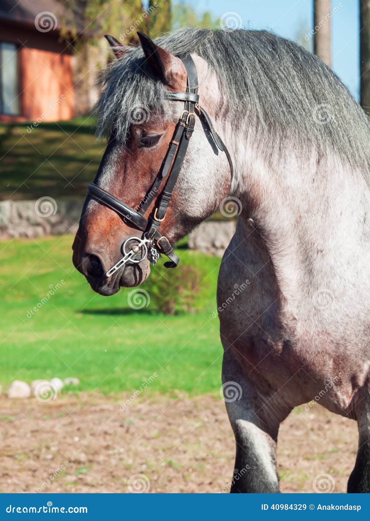 Portrait of Belgian Draught Stallion. Stock Image - Image of heavy ...
