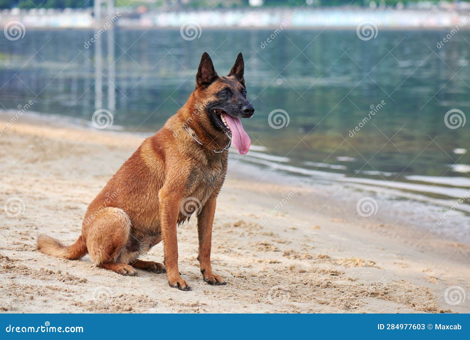Portrait of Belgian Malinois Shepherd Dog Sitting on a Beach Stock ...