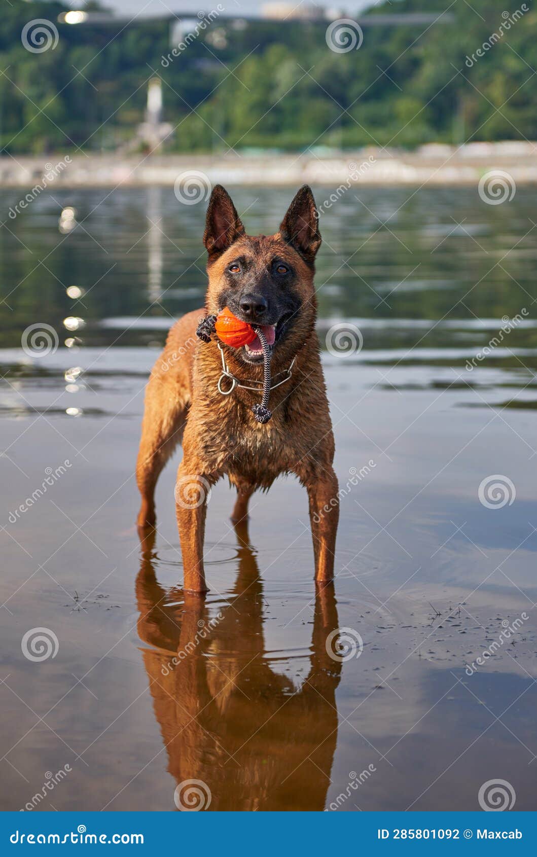 Portrait of Belgian Malinois Shepherd Dog Standing in the River Stock ...