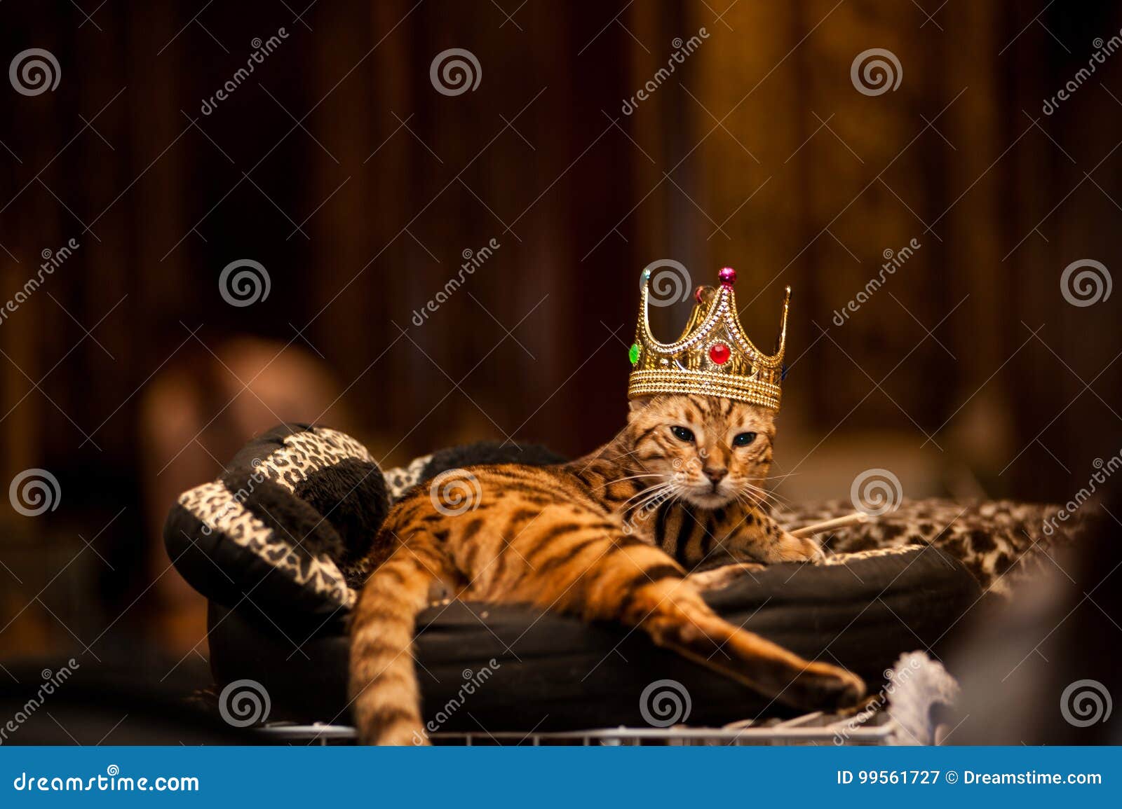 Cat king stock image. Image of ruler, cats, portrait - 99561727