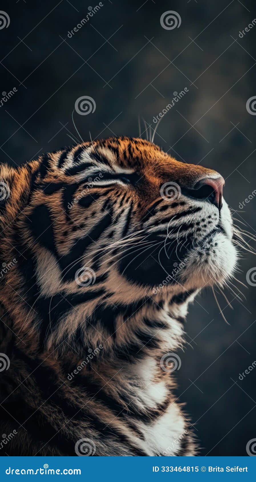 Portrait of a Bengal Tiger. Close Up Stock Illustration - Illustration of felino, orange: 333464815