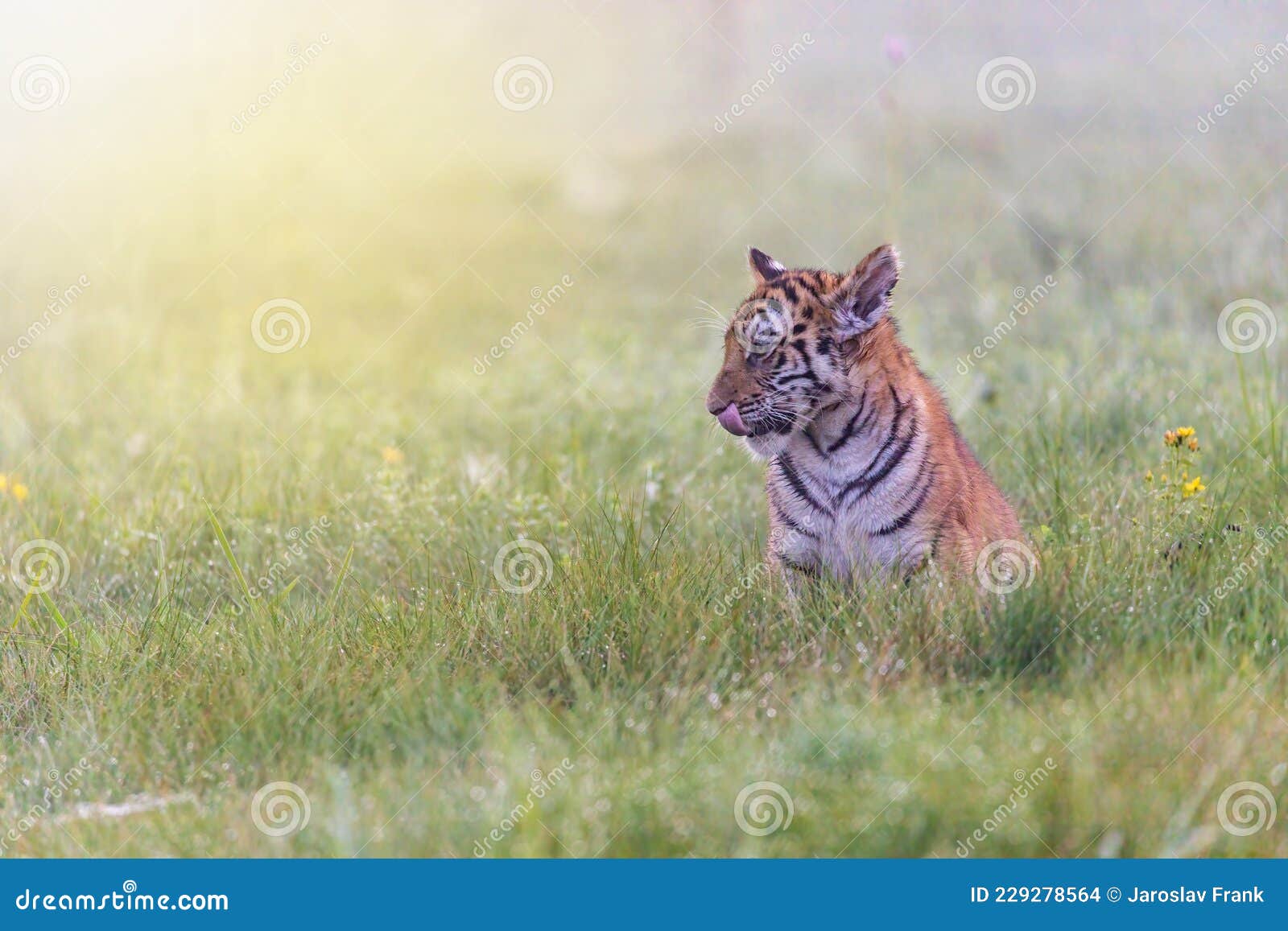 Portrait of Bengal Tiger Cub Sitting Outdoors Stock Photo - Image of ...