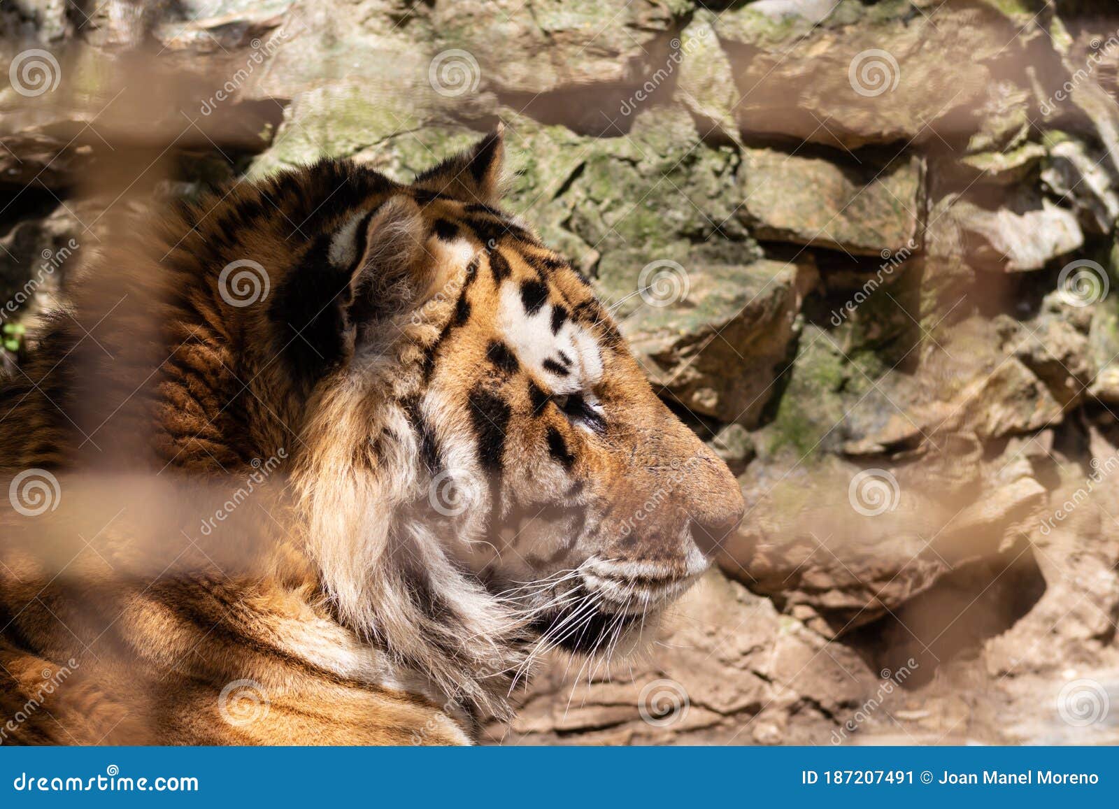 Portrait of Bengal Tiger Face in Profile Inside a Cage Stock Image ...