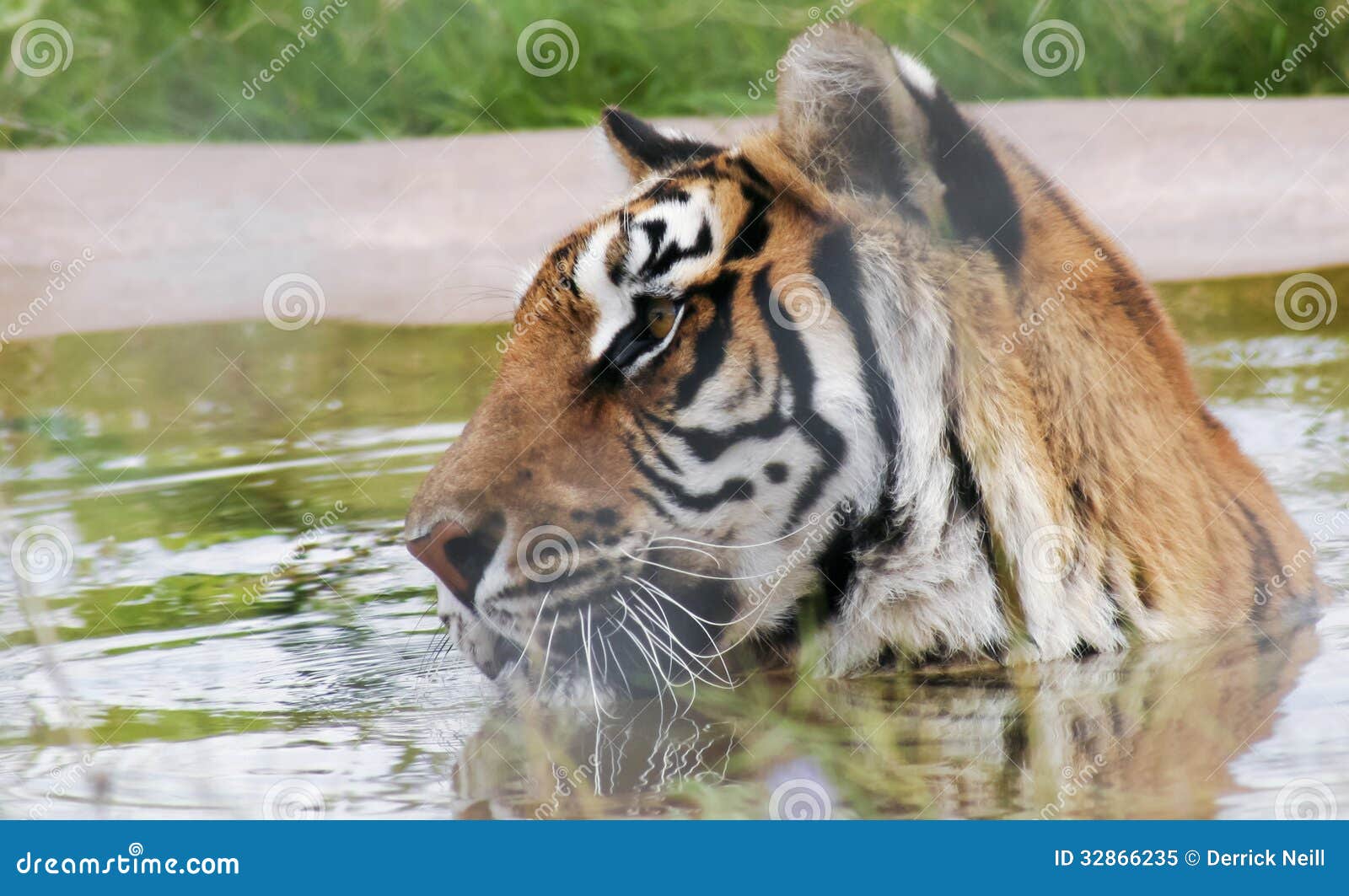 A Portrait of a Bengal Tiger in a Forest Pool Stock Image - Image of ...