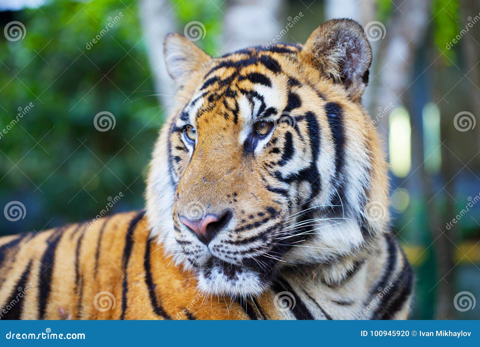 Portrait of a Bengal Tiger.p Stock Photo - Image of stripes, head ...