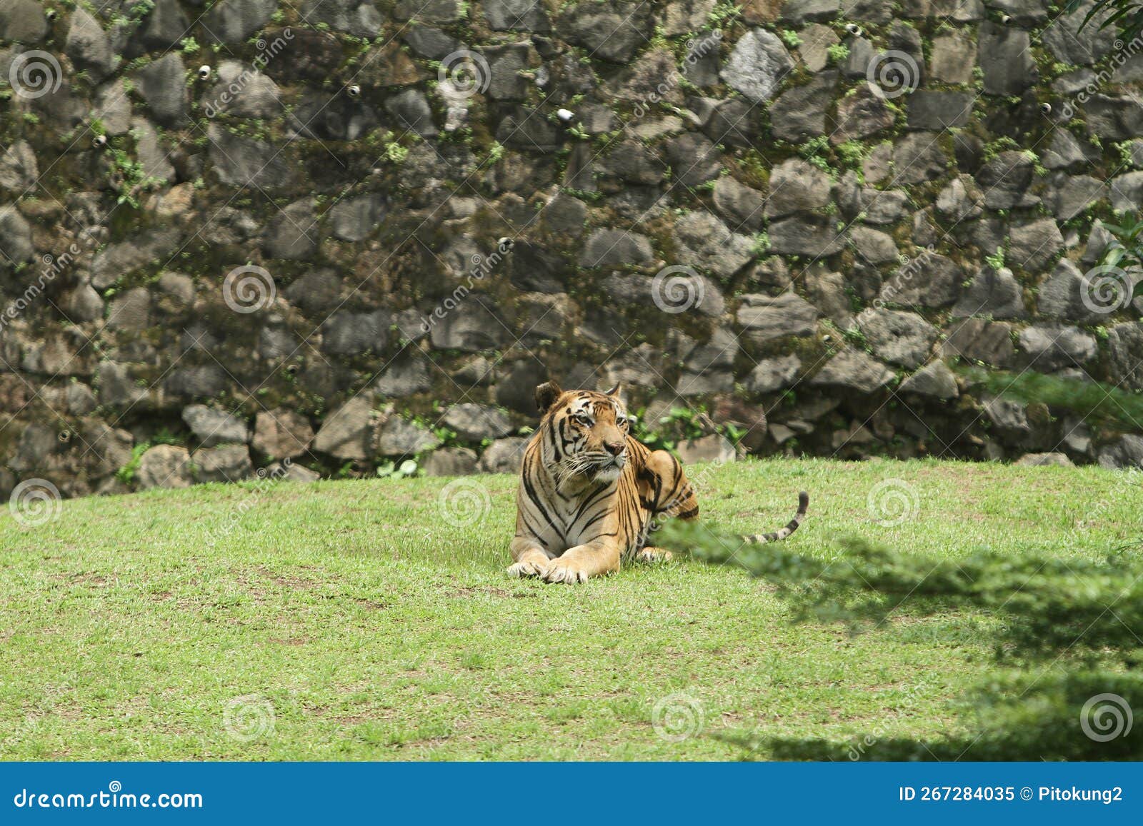 Portrait of a Bengal Tiger in the Zoo Stock Image - Image of animal ...