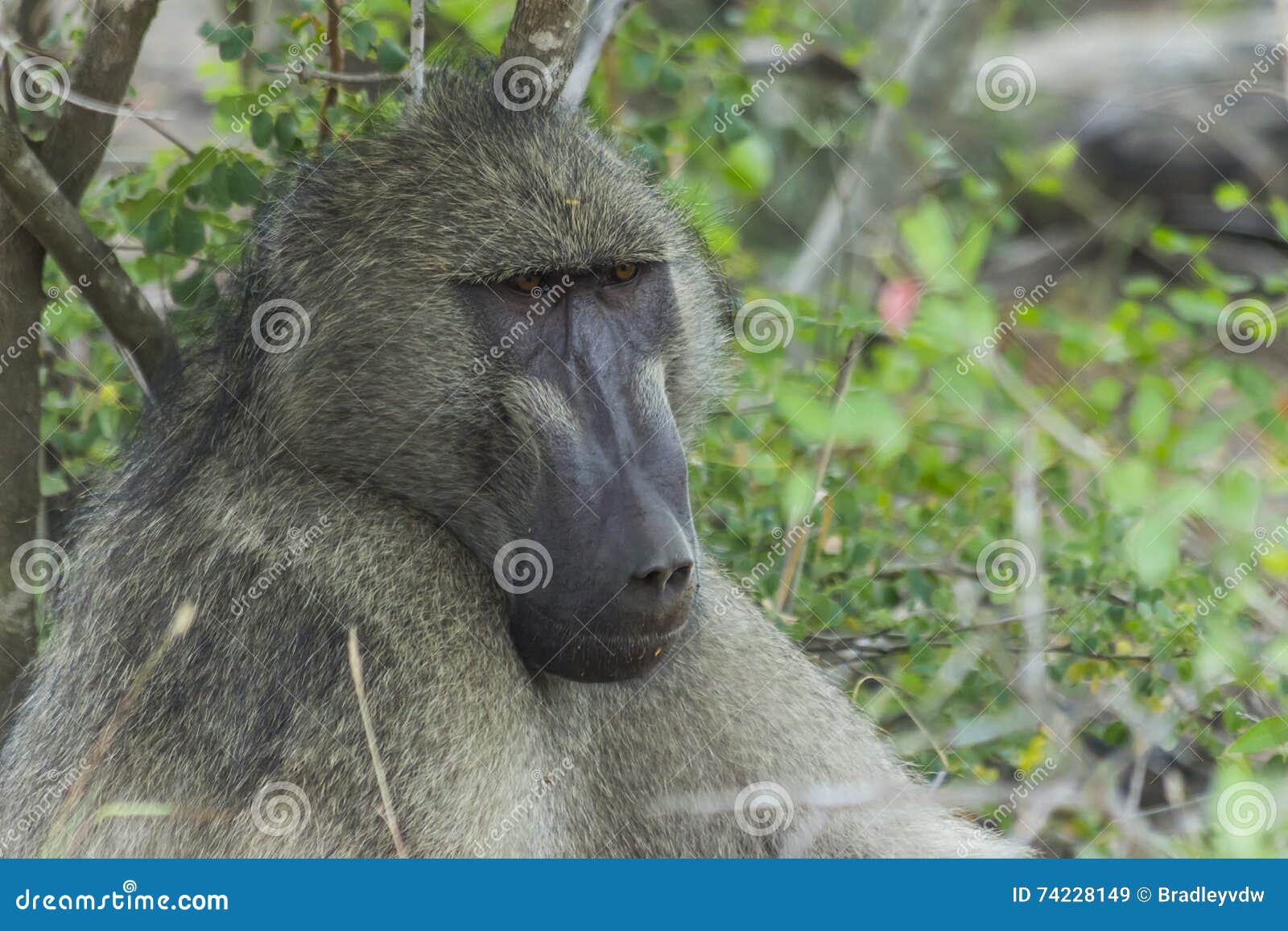 Portrait of a big baboon stock image. Image of mouth - 74228149