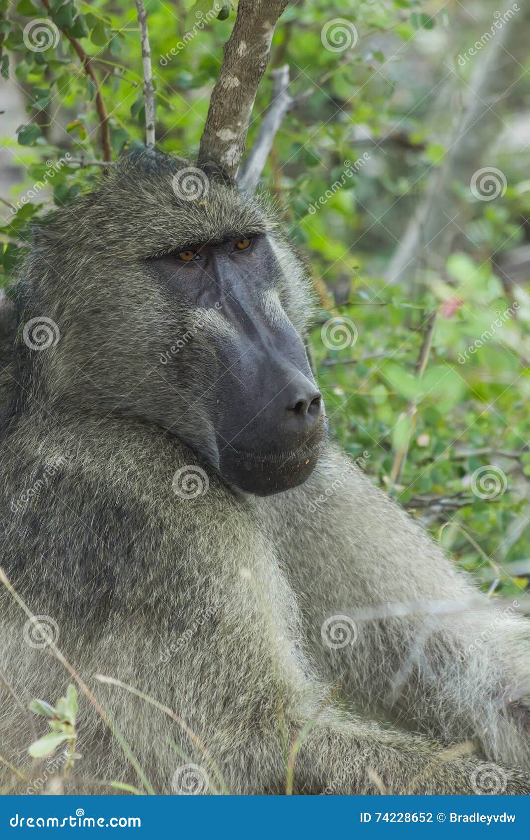 Portrait of a big baboon stock photo. Image of biting - 74228652