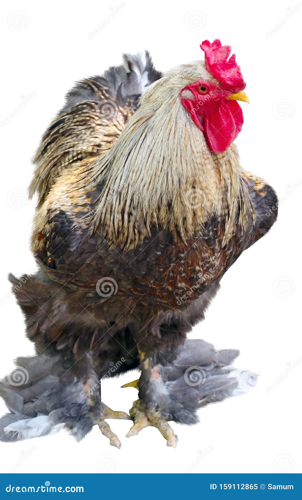 Portrait of a Big Beautiful Rooster Stock Image - Image of agriculture ...