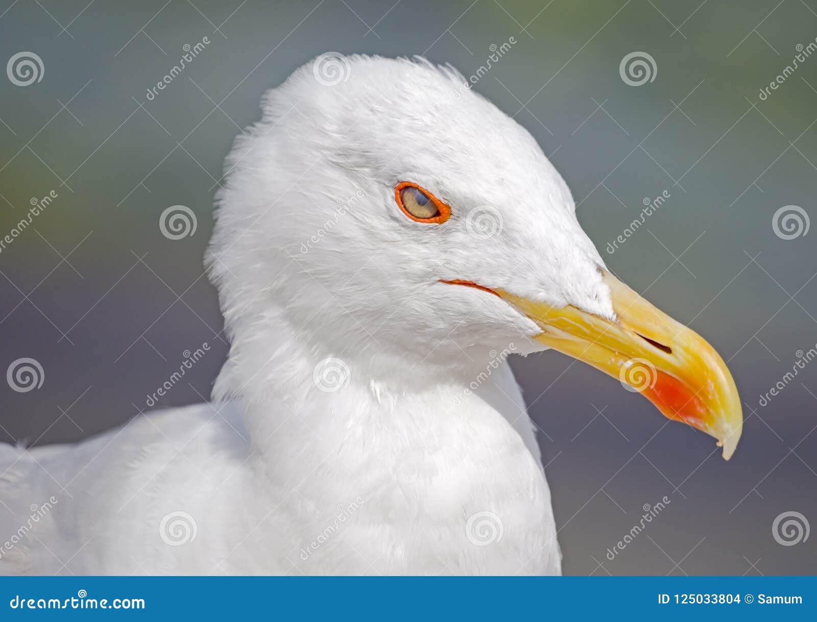 Portrait of big seagull stock photo. Image of bird, fauna - 125033804