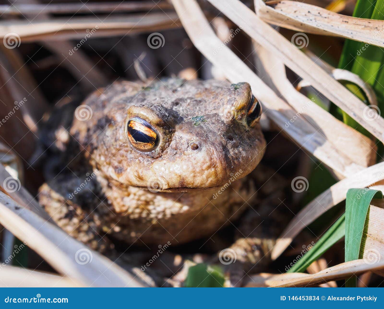 Portrait of a Big Big Toad in Dry Grass Stock Photo - Image of macro ...