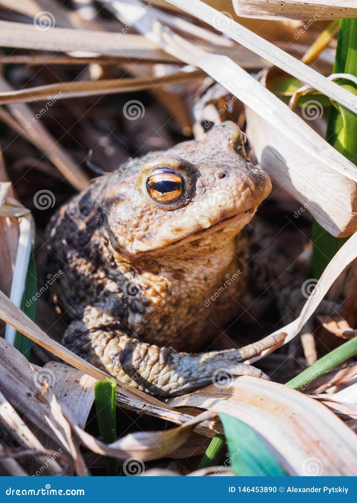 Portrait of a Big Big Toad in Dry Grass Stock Photo - Image of animal ...