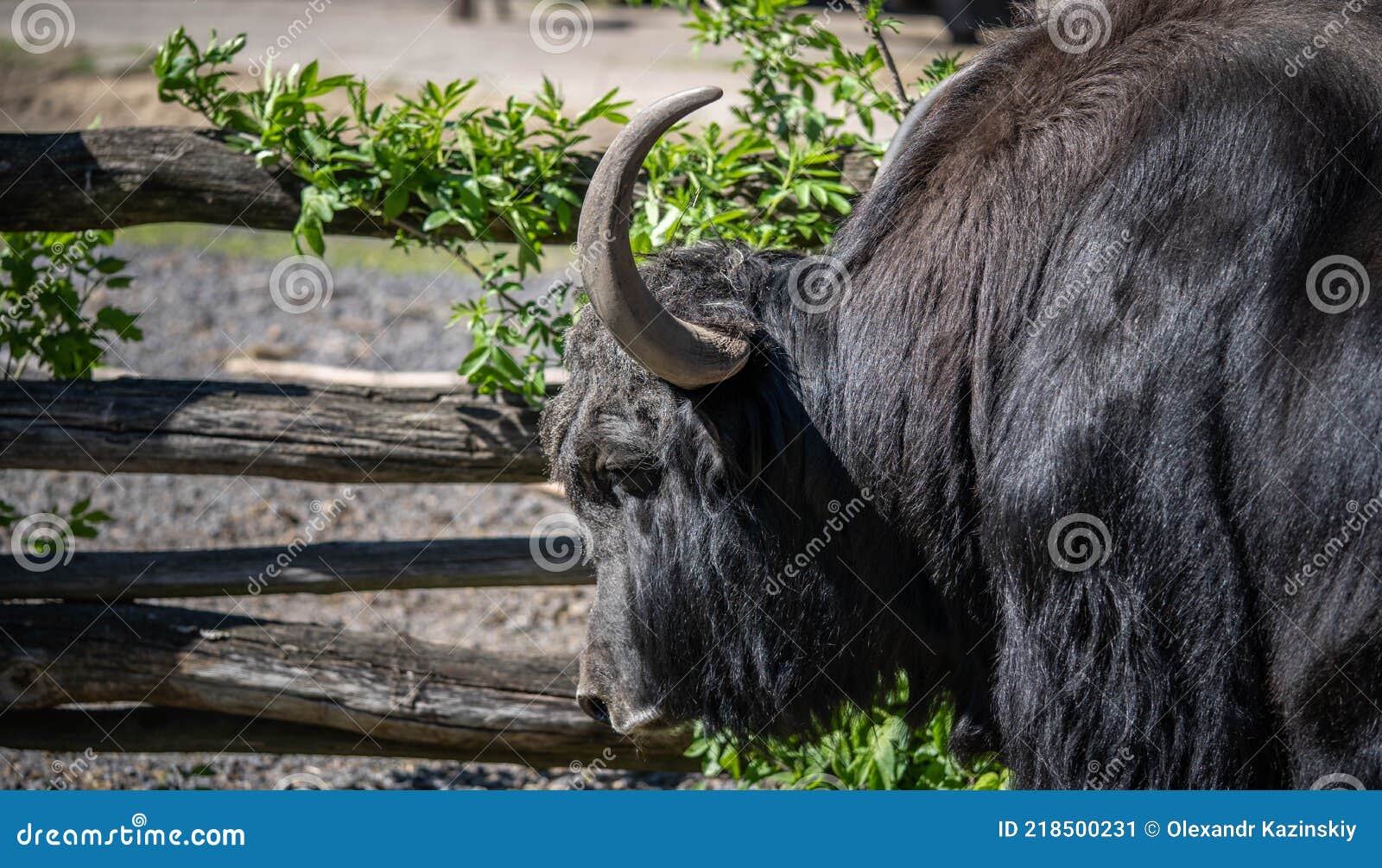 Portrait of a Big Bos Mutus, Wildlife Stock Image - Image of ...