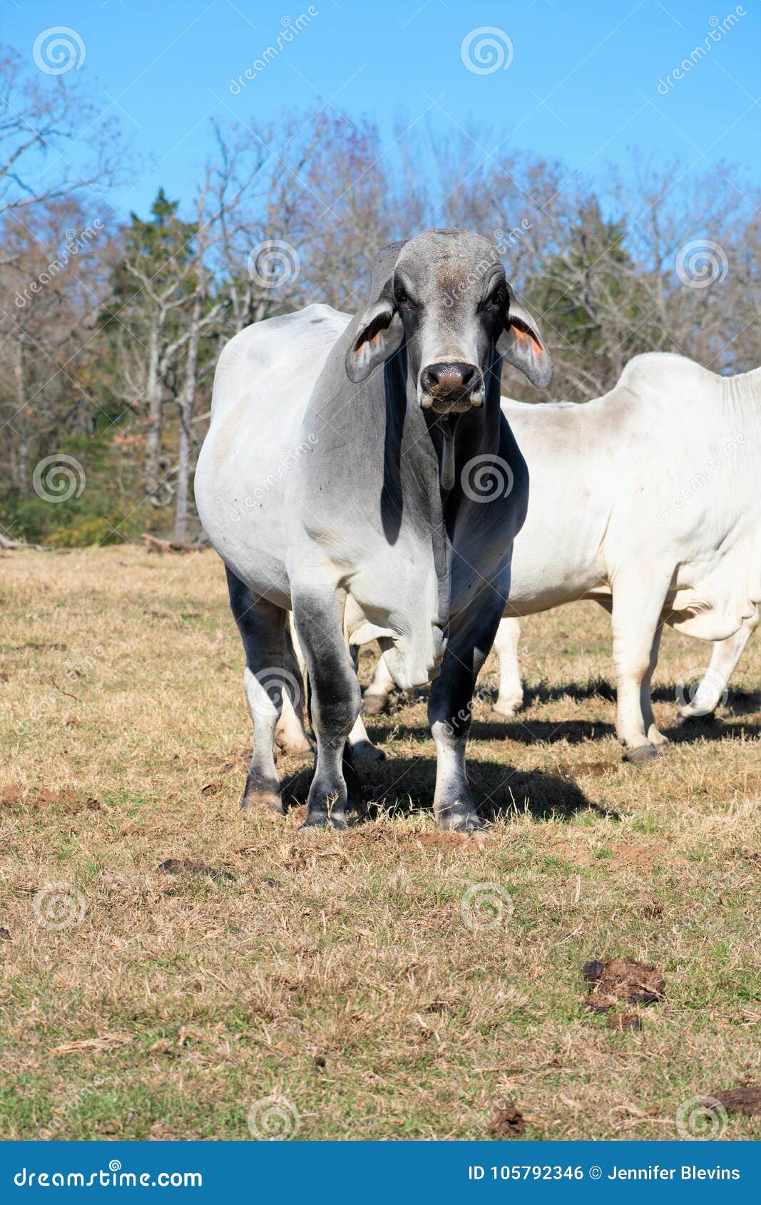 Big Brahma Bull stock photo. Image of animal, farm, holidays - 105792346