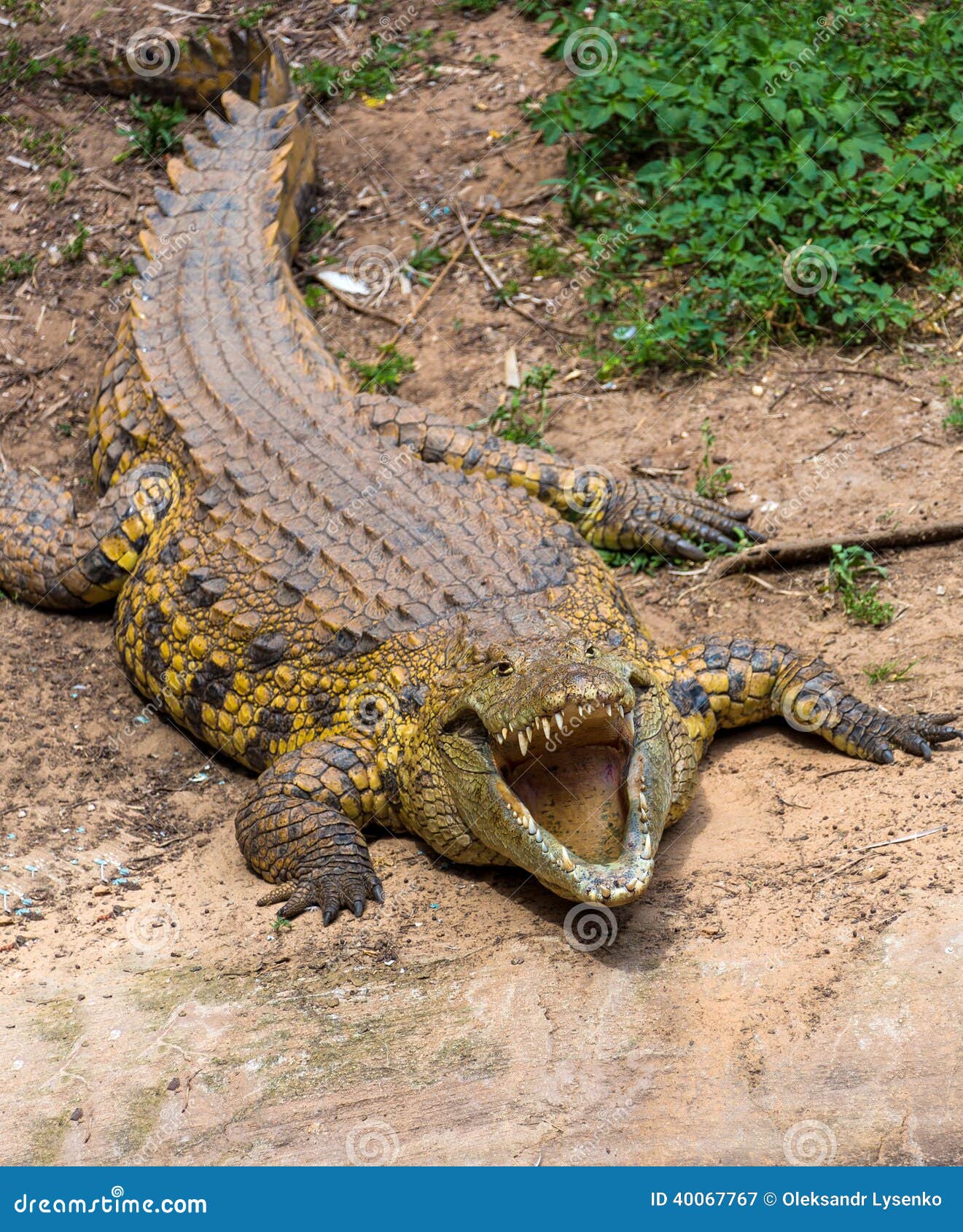 Portrait of a Big Crocodile Stock Image - Image of danger, skin: 40067767