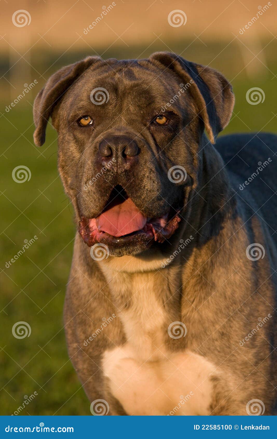 Portrait of Big Dog-cane Corso Stock Photo - Image of corso, expression ...