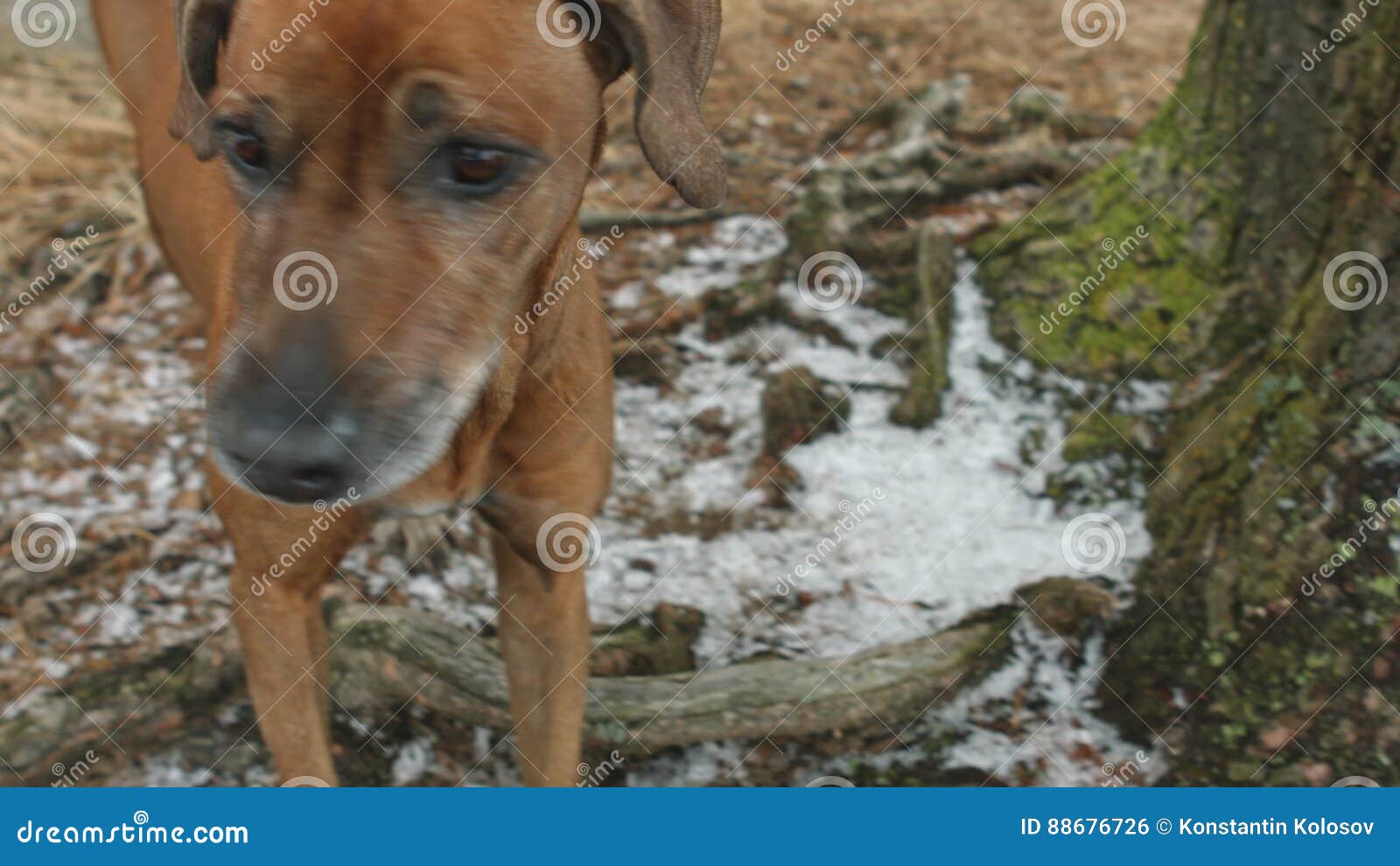 Portrait of big ginger dog stock footage. Video of cute - 88676726