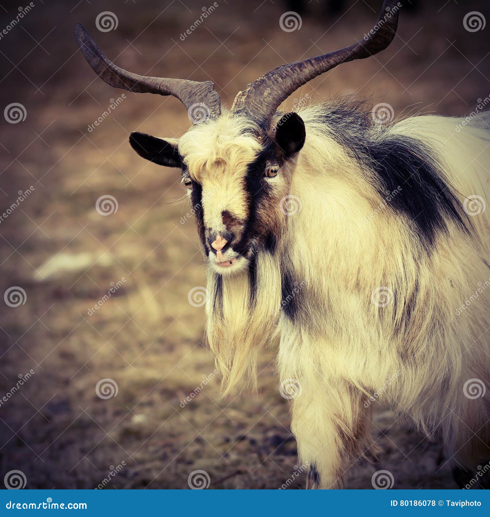 Portrait of big goat ram stock photo. Image of breed - 80186078